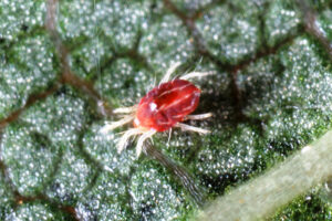 Mite Makes Right: Spider Mites Shed Light on Evolution of Reproductive ...